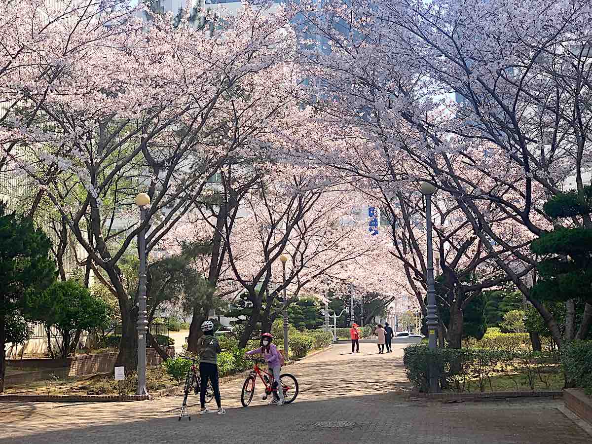 Busan Destinations: Great Places to Check Out the Cherry Blossoms